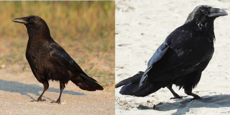 Comment différencier une corneille d'un corbeau - Passion Oiseaux