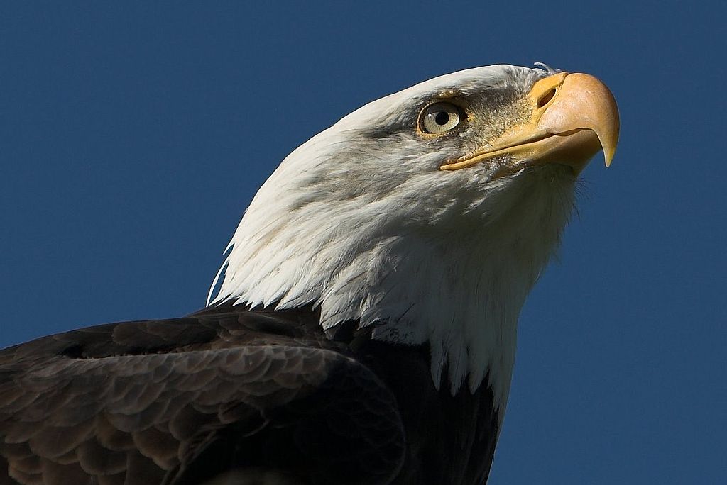 Pygargue ou Aigle? - Nomenclature des oiseaux du Québec - Passion Oiseaux